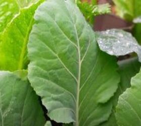 GreenStalk Planting Guide: How to Grow Food in a Small Space | Simplify