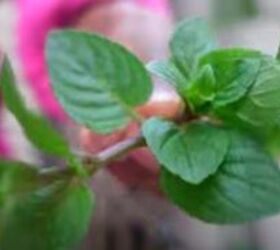 GreenStalk Planting Guide: How to Grow Food in a Small Space | Simplify