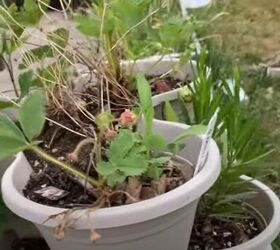 3 Easy Mistakes to Make With Dollar Tree Stackable Planters | Simplify