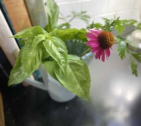 5 Easy Ways to Use Fresh Basil From Your Garden | Simplify