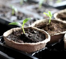 These Vegetables Can Be Started in January No Matter Where You Live ...