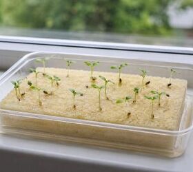 5 Alternative Ways to Use Sponges Around Your Home and Garden | Simplify